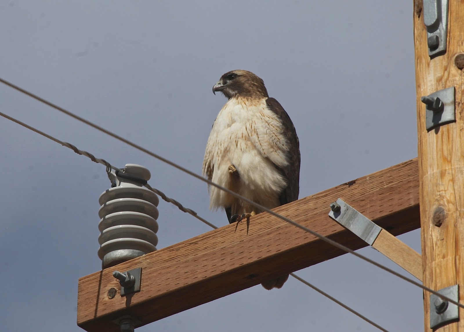 The Azure Gate: Birds on a Wire: Red Tailed Hawk