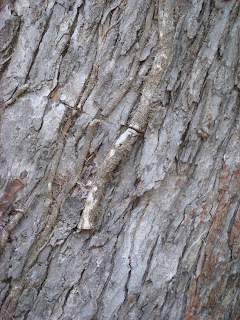 Design by Freeze: Patterns in my life