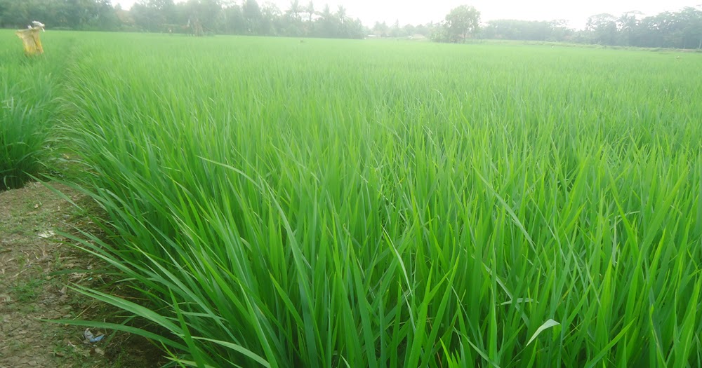 Inilah Tanaman Padi Ketan di Kabupaten Subang.