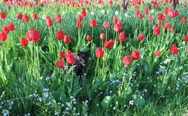 Rohelise Villa Kuningas: 13 JA REEDE