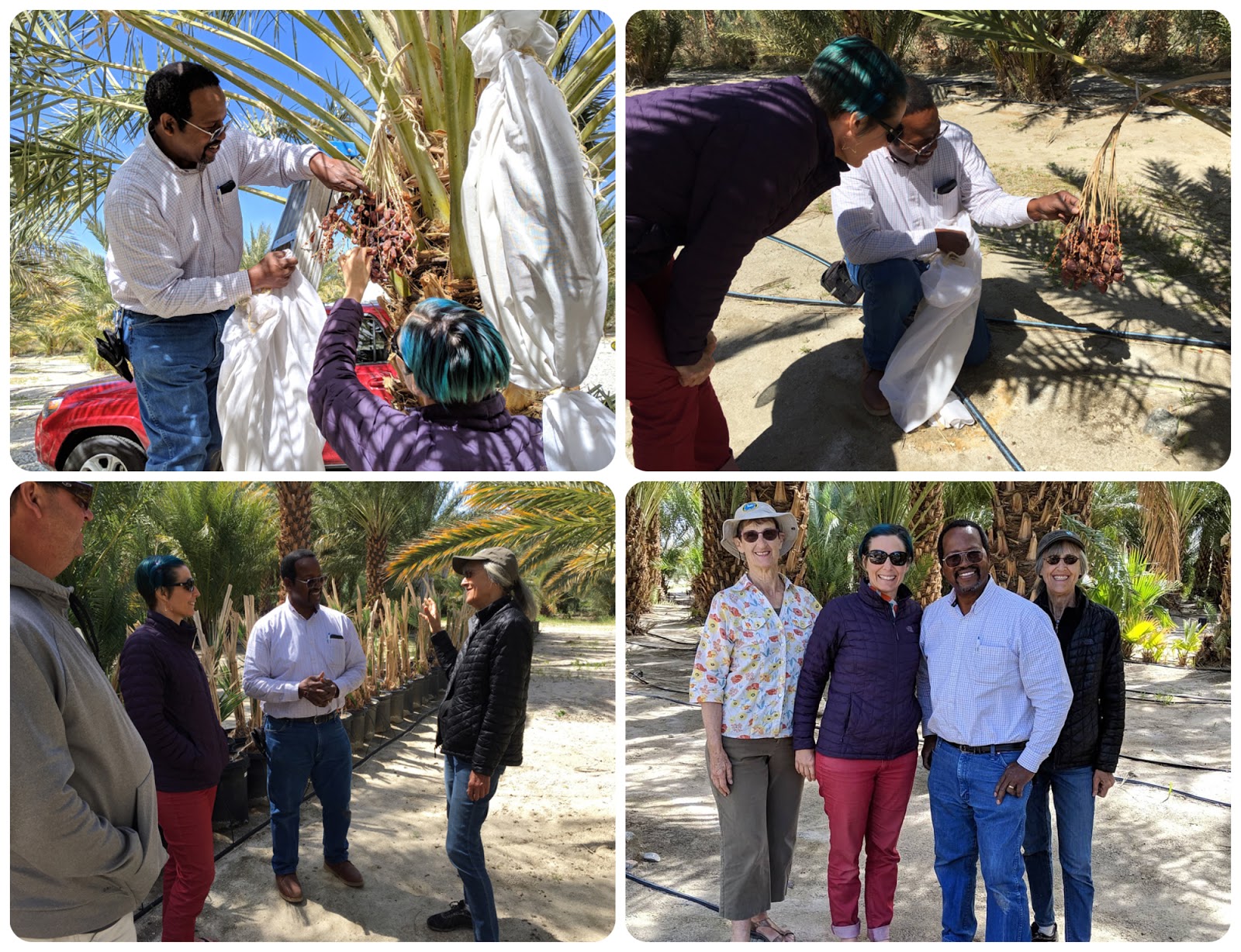 Vegan Eats and Treats!: A Trip to Sam Cobb Date Farm for Fresh Dates!