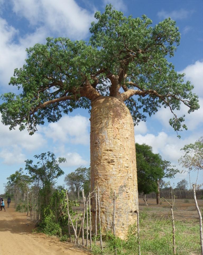 Fiona's Footprint: Photos of my Amazing Madagascar Adventures ...