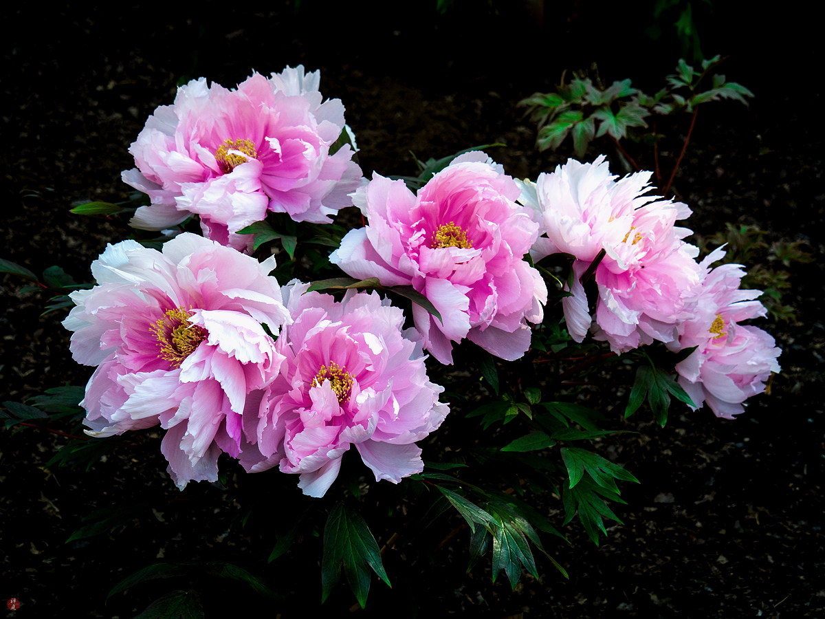 FROM THE GARDEN OF ZEN: Haru-botan (spring peony) flowers: Tsurugaoka ...
