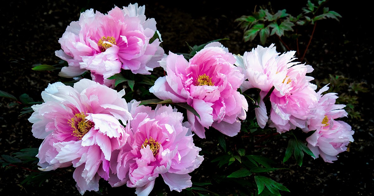 FROM THE GARDEN OF ZEN: Haru-botan (spring peony) flowers: Tsurugaoka ...