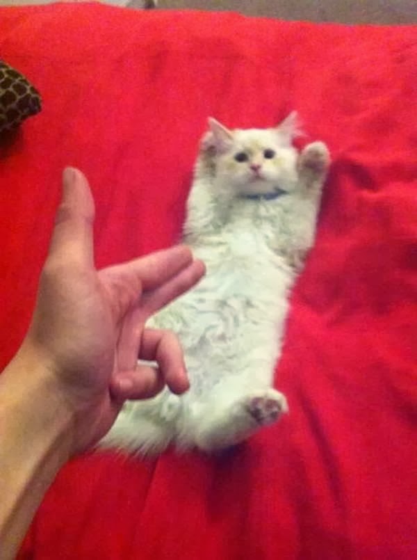 Funny cats - part 78 (35 pics + 10 gifs) | Amazing Creatures