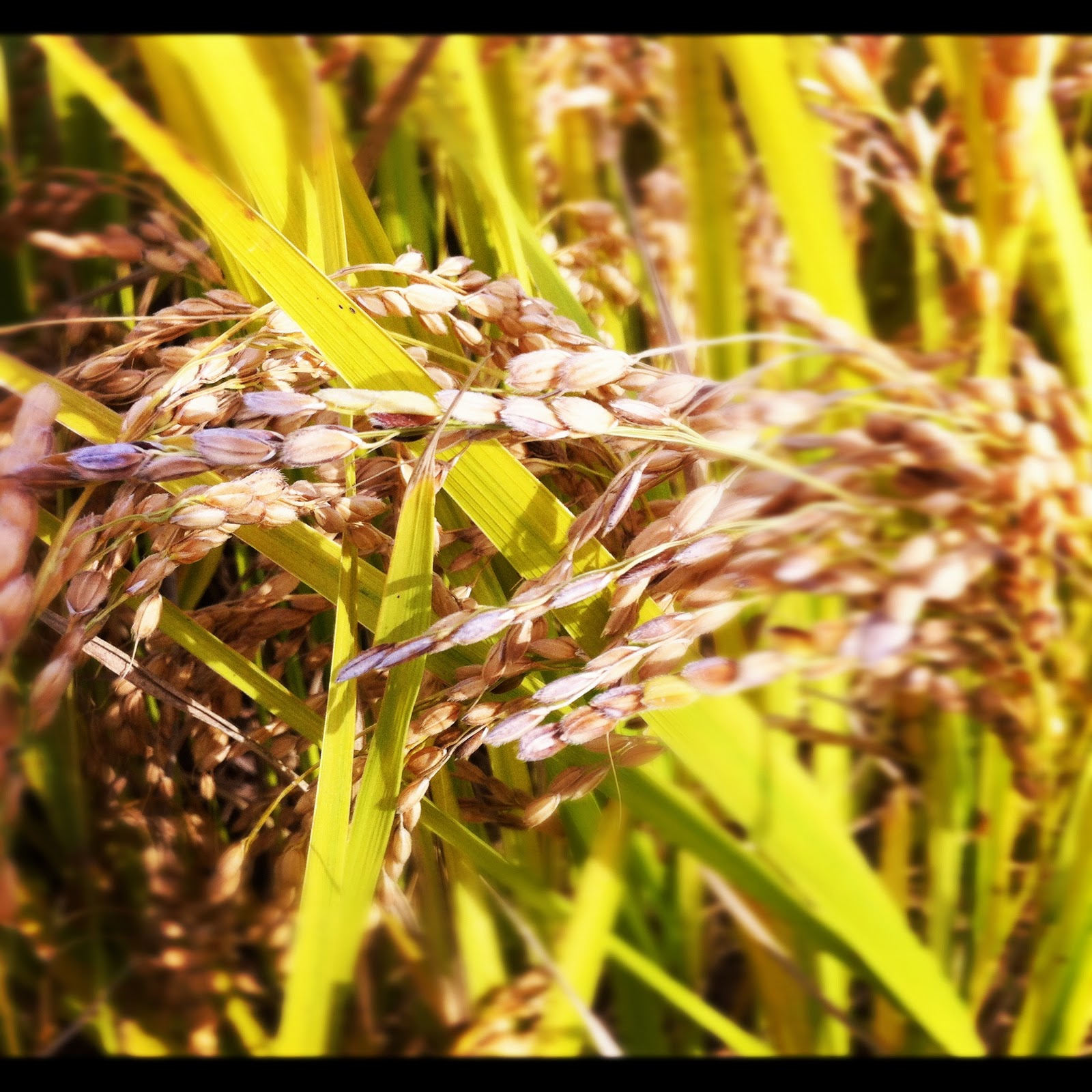 weLL, keMunCup is kEmunCup ^^,: hari bertani