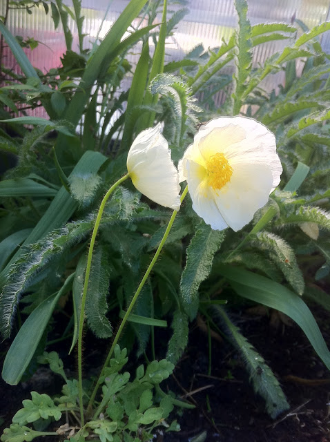 Garden by B: Sibirisk vallmo