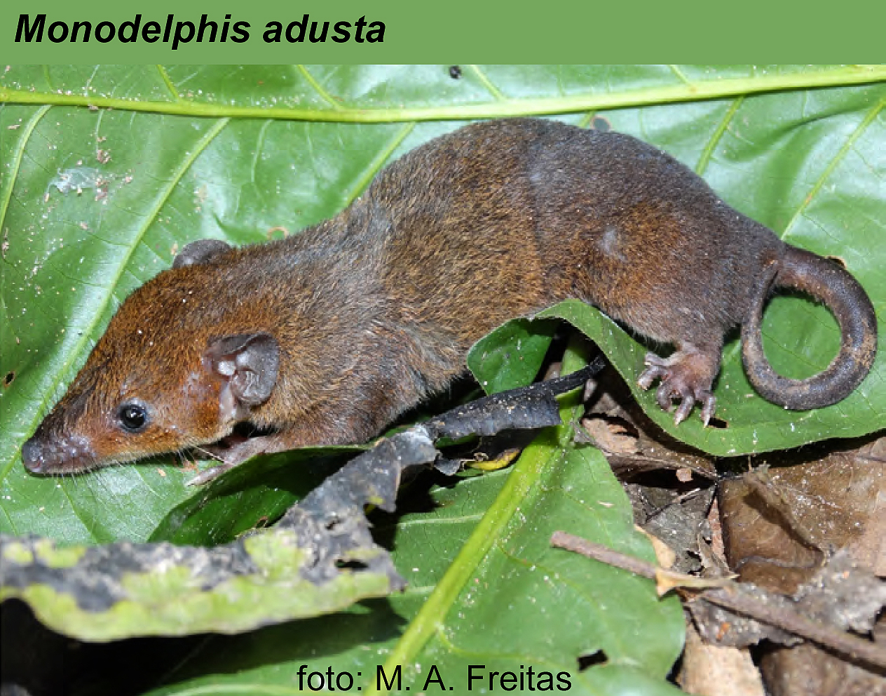 ARCANO Nelson Gomes - MAMMALS...including Monodelphis: setembro 2015