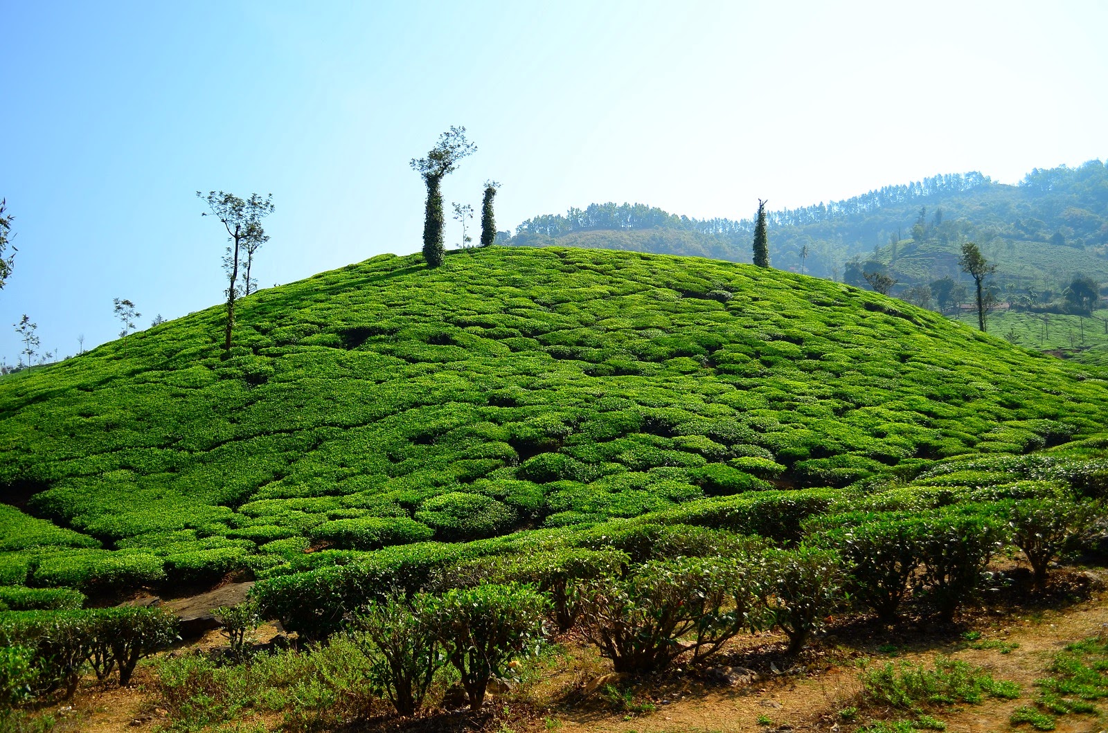Sharath Hassan A Travelling Photographer: Samse Tea Estate near ...