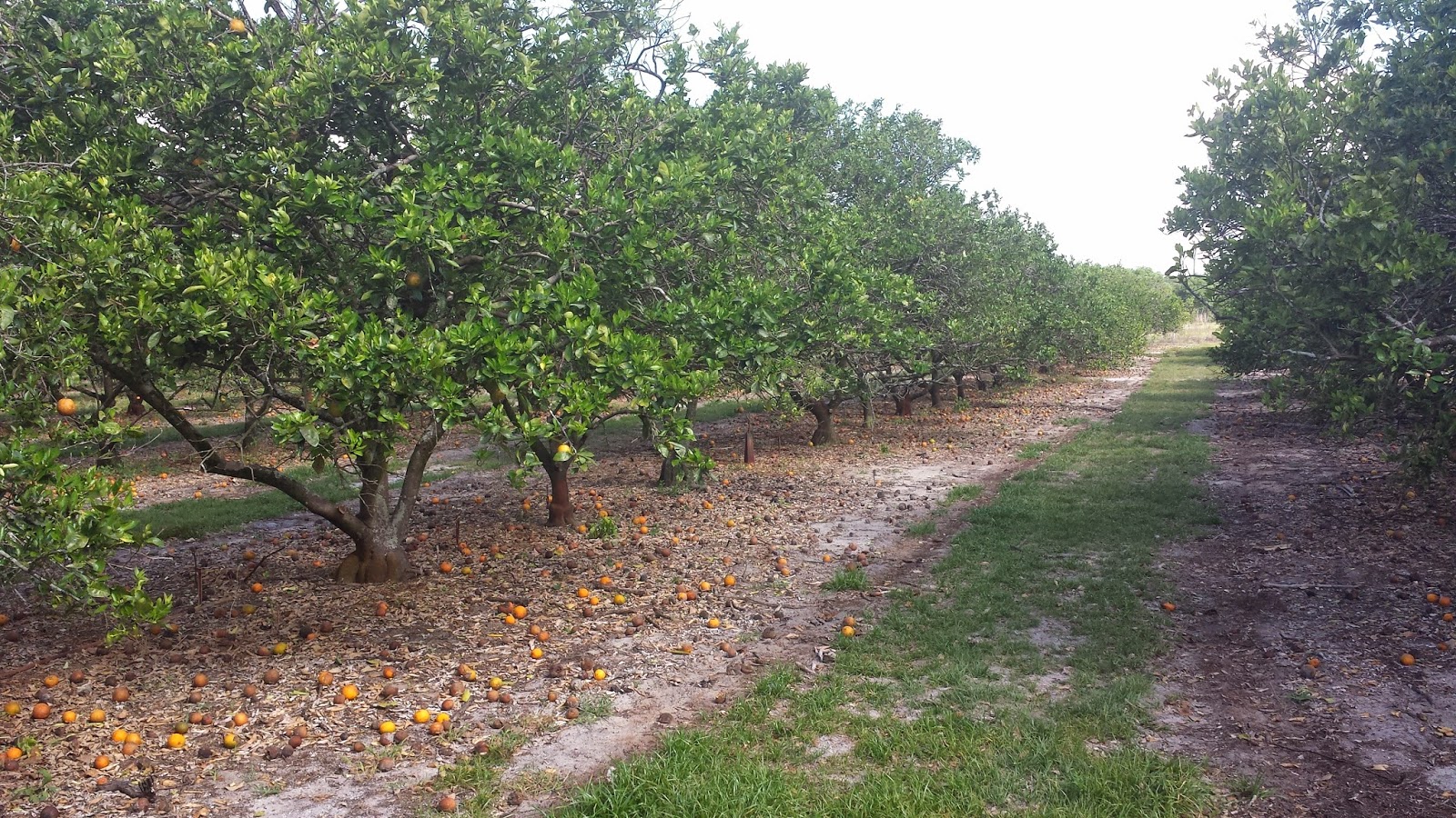 Orangeraie | De Genas En Floride: Murs d'Images