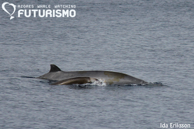 True's beaked whale fact sheet - Azores Whales