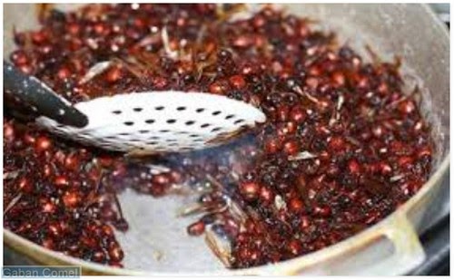 Snek Semut Popular di Colombia. - Gaban Comel