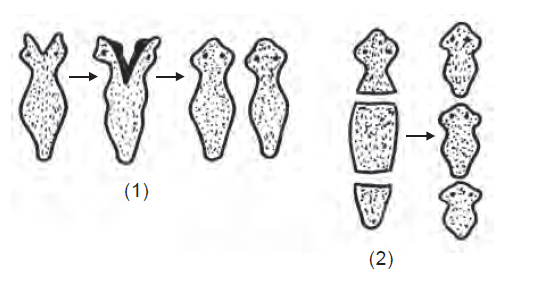 22+ Contoh Hewan Fragmentasi