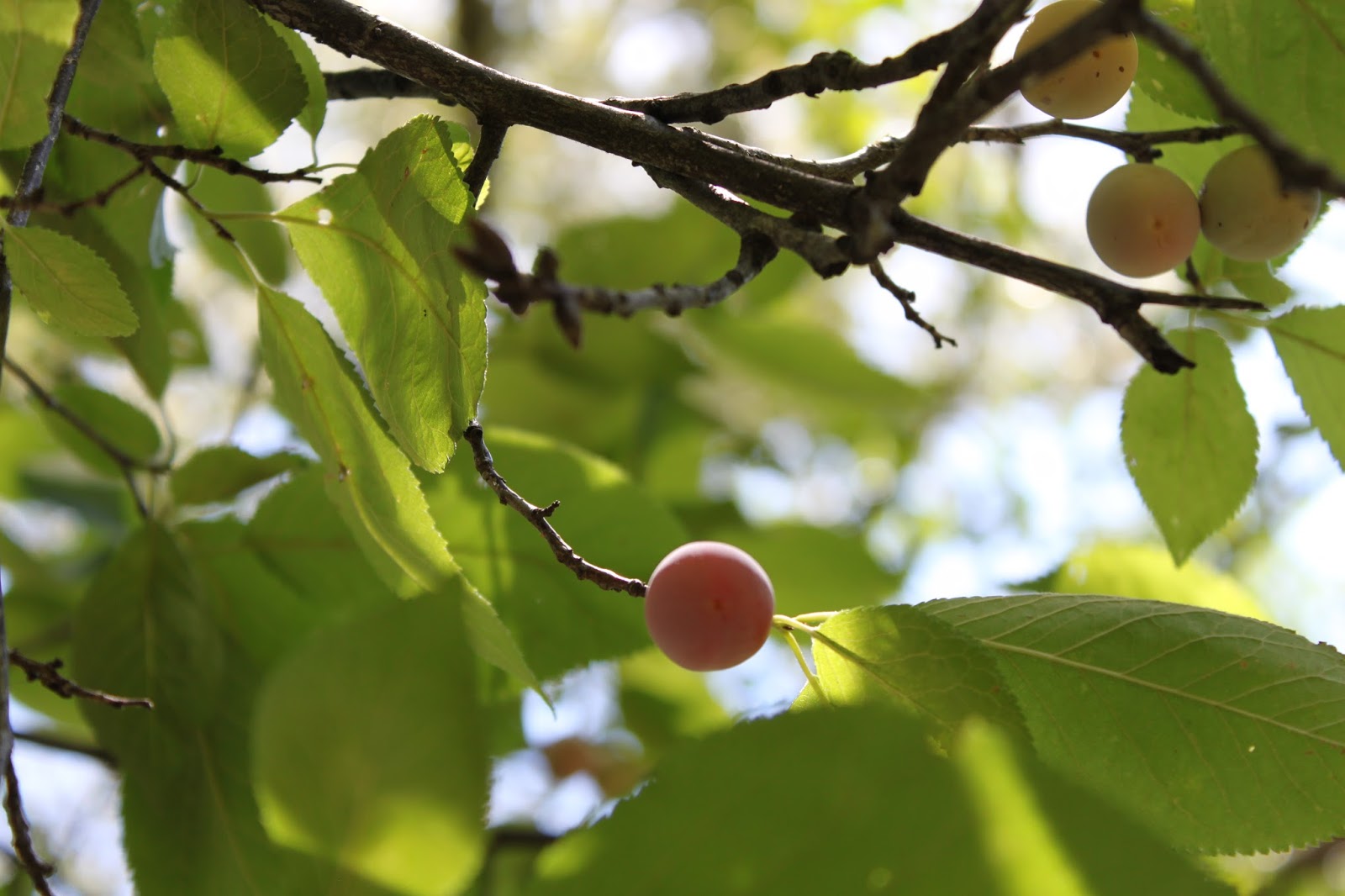 Centenary College Arboretum: Tree of the Week: Mexican Plum (Prunus ...