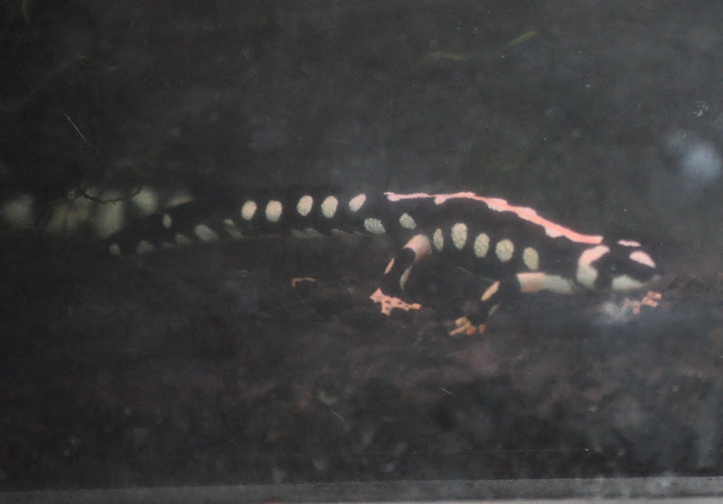 ZOOTOGRAFIANDO (6.096 ANIMALS): TRITÓN MOTEADO DE KAISER / KAISER´S ...