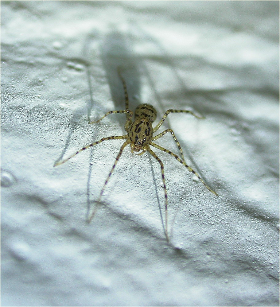 Arachnerds: Spitting Spider - Scytodes thoracica