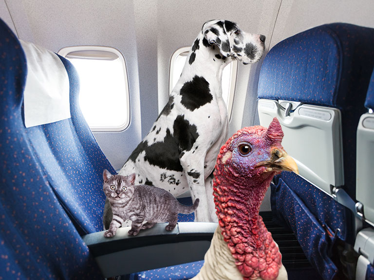 Reachfar: Comfort Animals