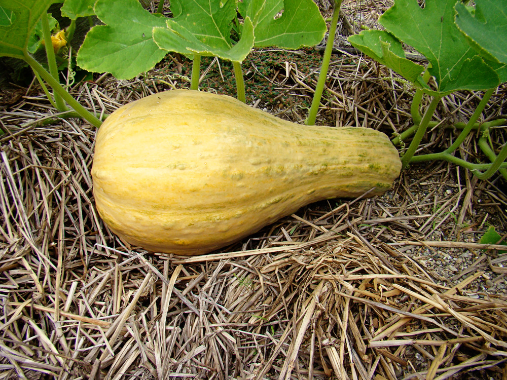 Rurification | Robin Edmundson: Greek Sweet Red Squash