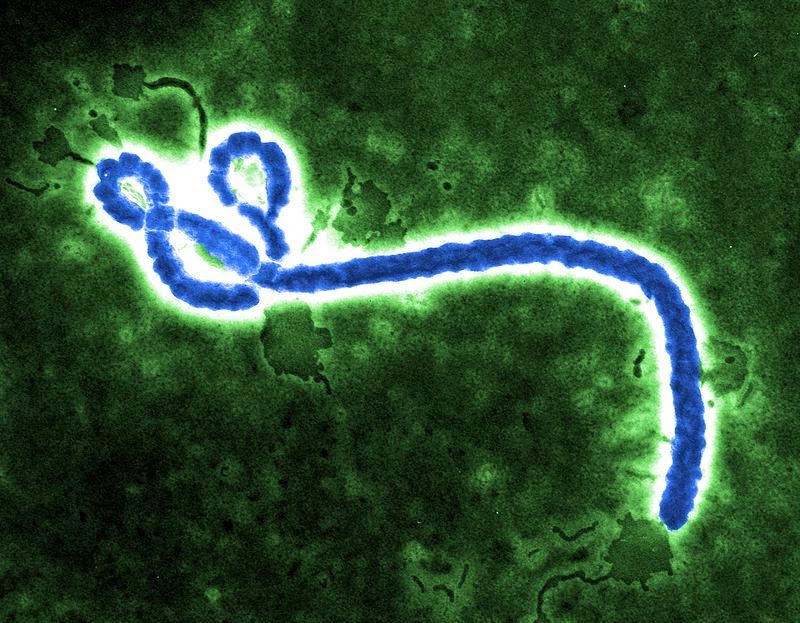 BLOGOCIOLOGICO: EL VIRUS ÉBOLA
