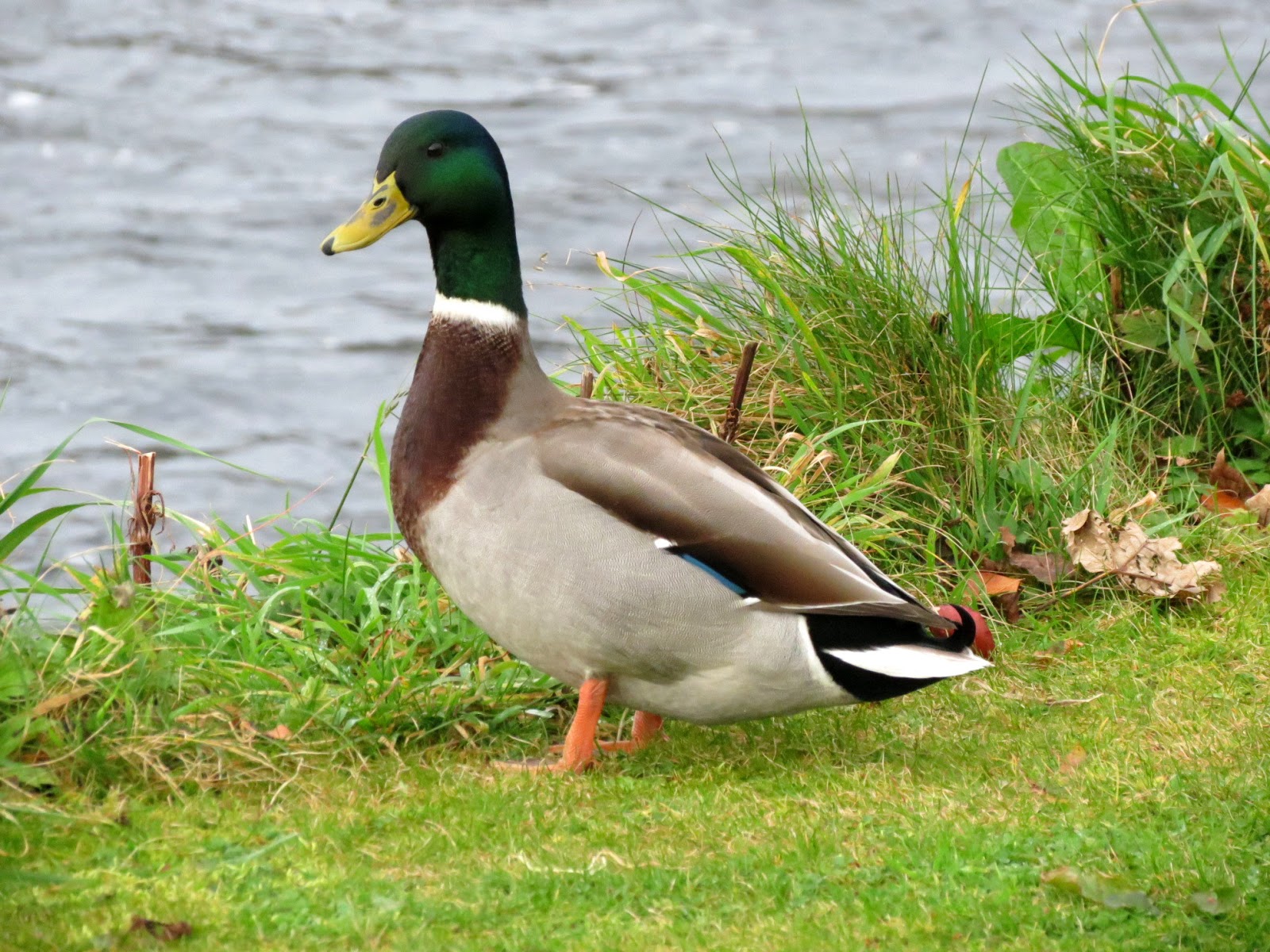 The Glebe Blog: A Gallimaufry of Photographs