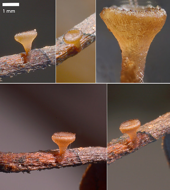 Rutstroemia petiolorum (Roberge) W.L. White • CEMAS