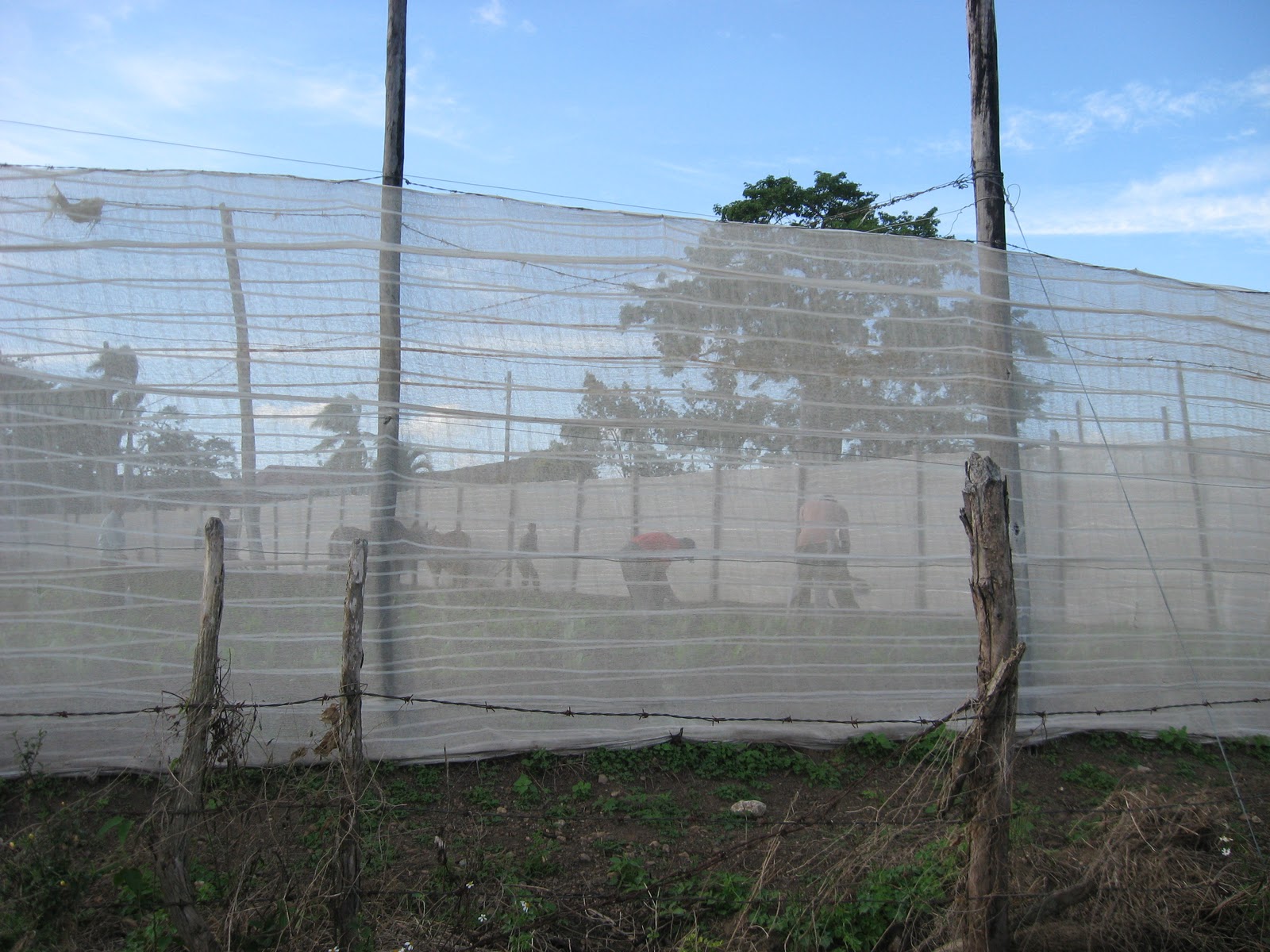 Cuban Cigars, Culture & Lifestyle: Finca Robaina