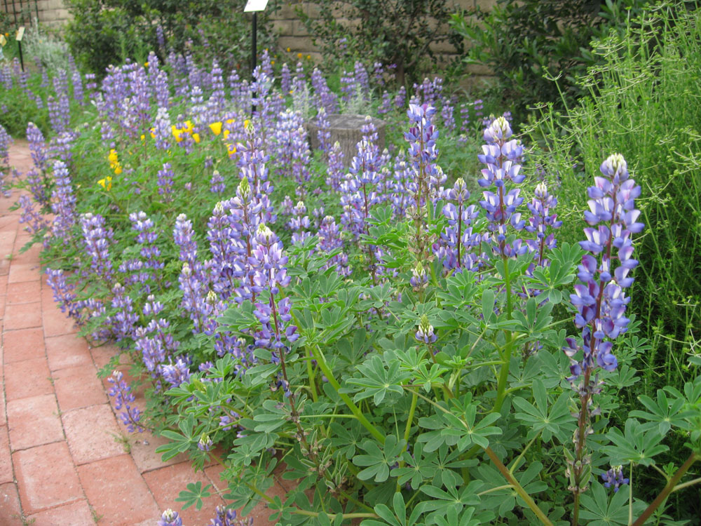Mother Nature's Backyard - A Water-wise Garden: Plant of the Month ...