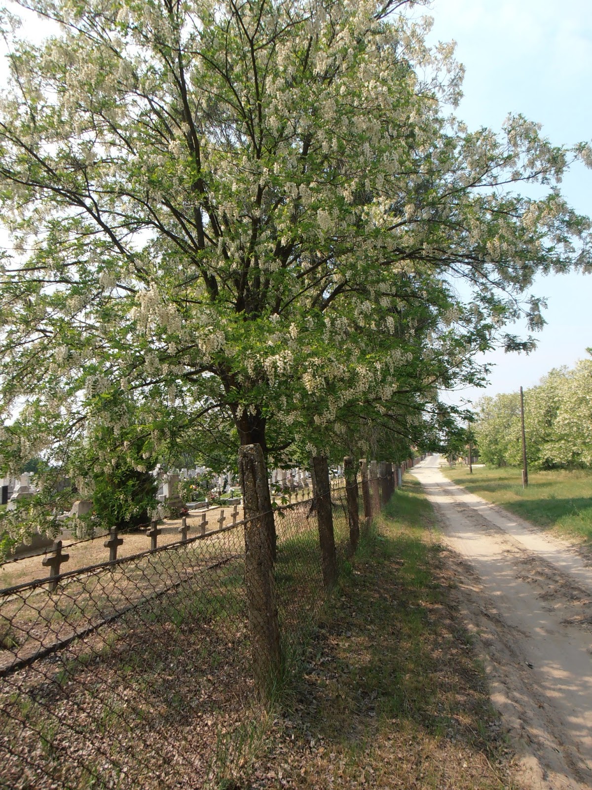 Tarım Siteniz: Akasya Ağaçları (Acacia Trees)
