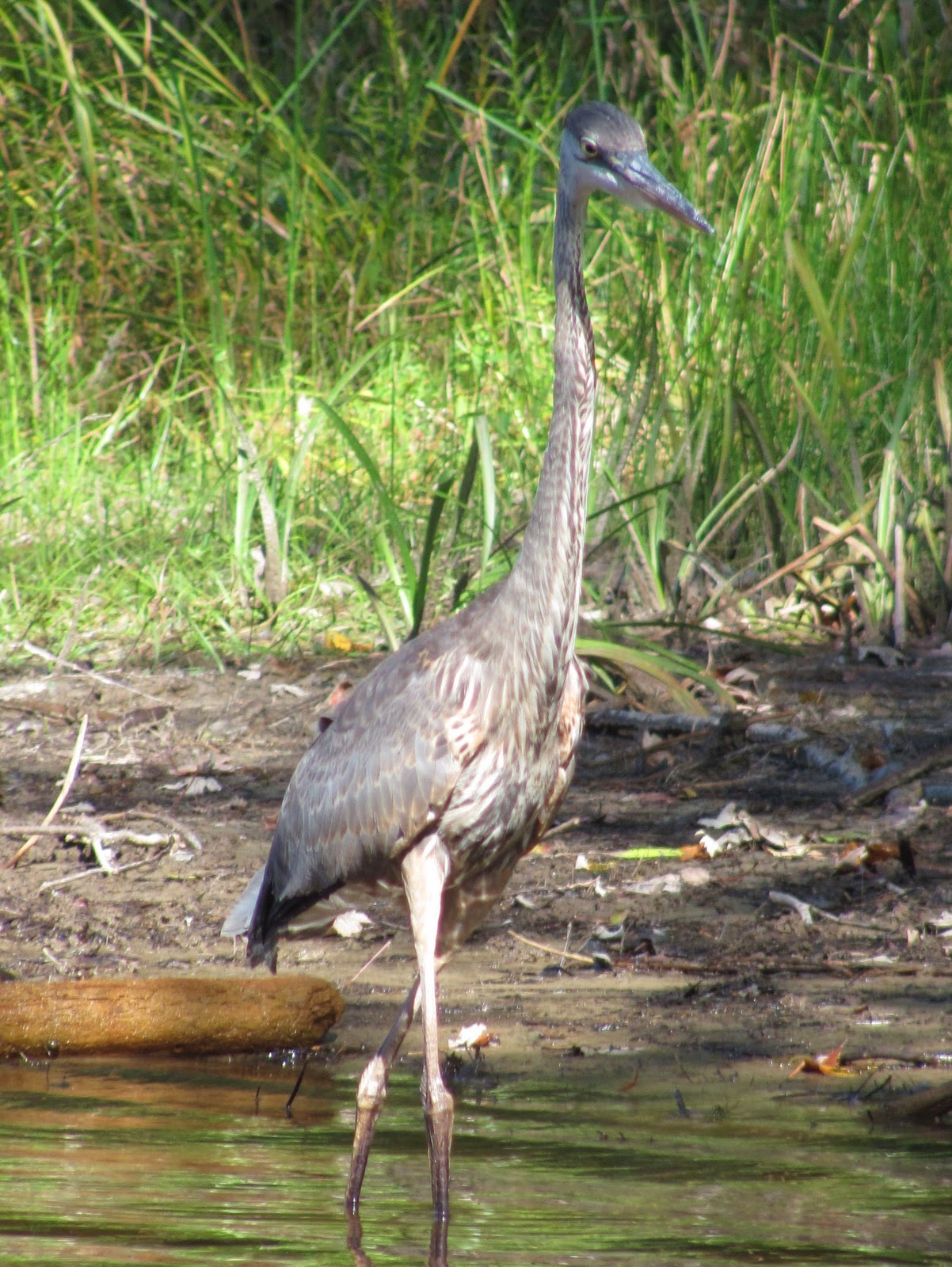 Recreational Kayaking in Maine: Songo River/Brandy Pond/Sebago Lake