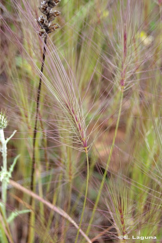 Flora Belalcazarensis: Triguillos en pleno apogeo