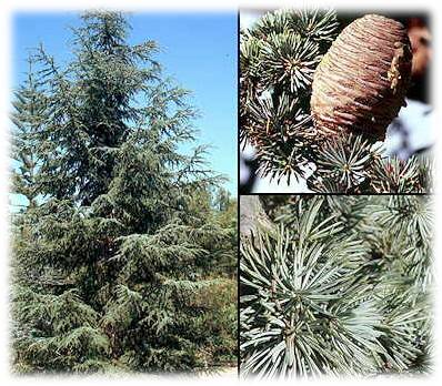 Invernablog: Ficha: Cedro del Atlas