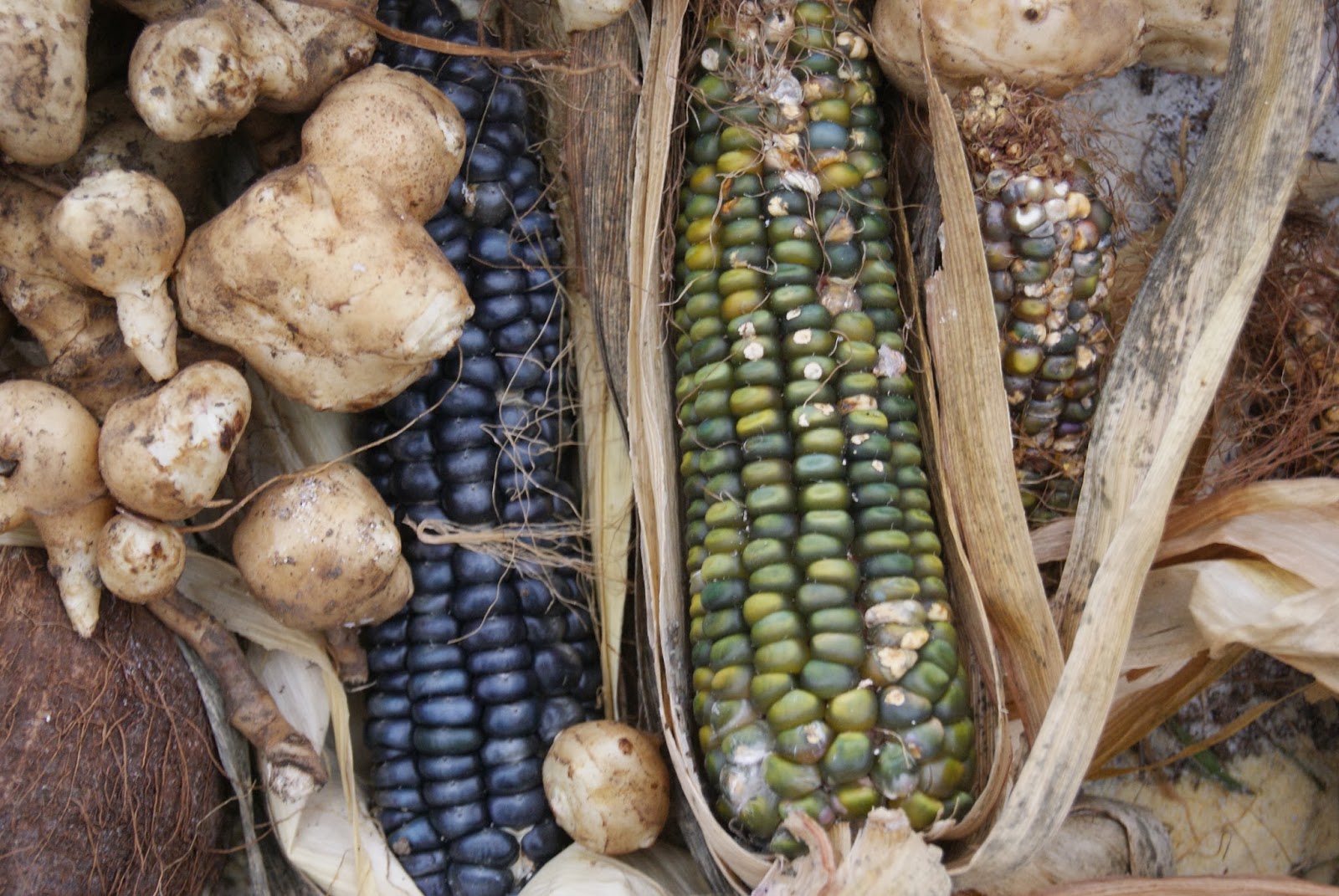 Ntoto (Earth) No Life Without Her!: Massango / Maiz : Sacred Tratado ...