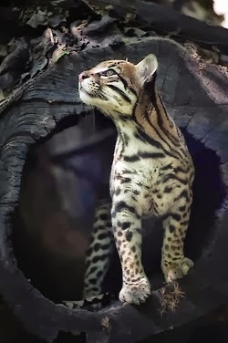 Feline | Birds and Animals Collection