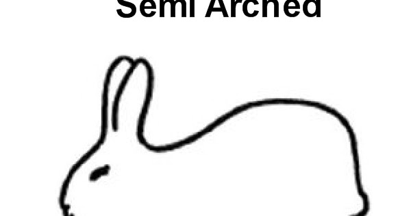 Breed Rabbit and Cavies: Semi Arch Type Posing