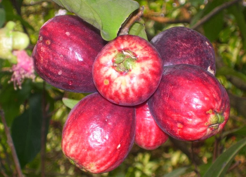 TEKNIK BUDIDAYA : BUDIDAYA JAMBU BOL