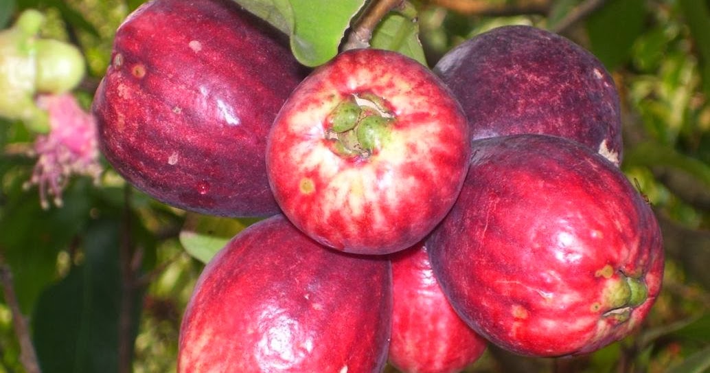 TEKNIK BUDIDAYA : BUDIDAYA JAMBU BOL