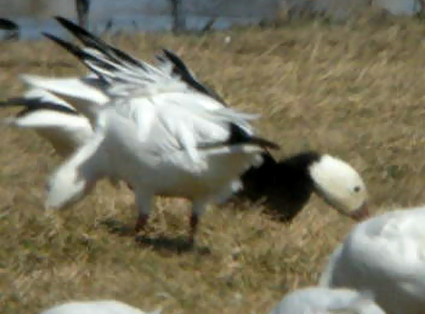 Avian Tendencies: possible dark morph Ross's Goose- an ID quandary