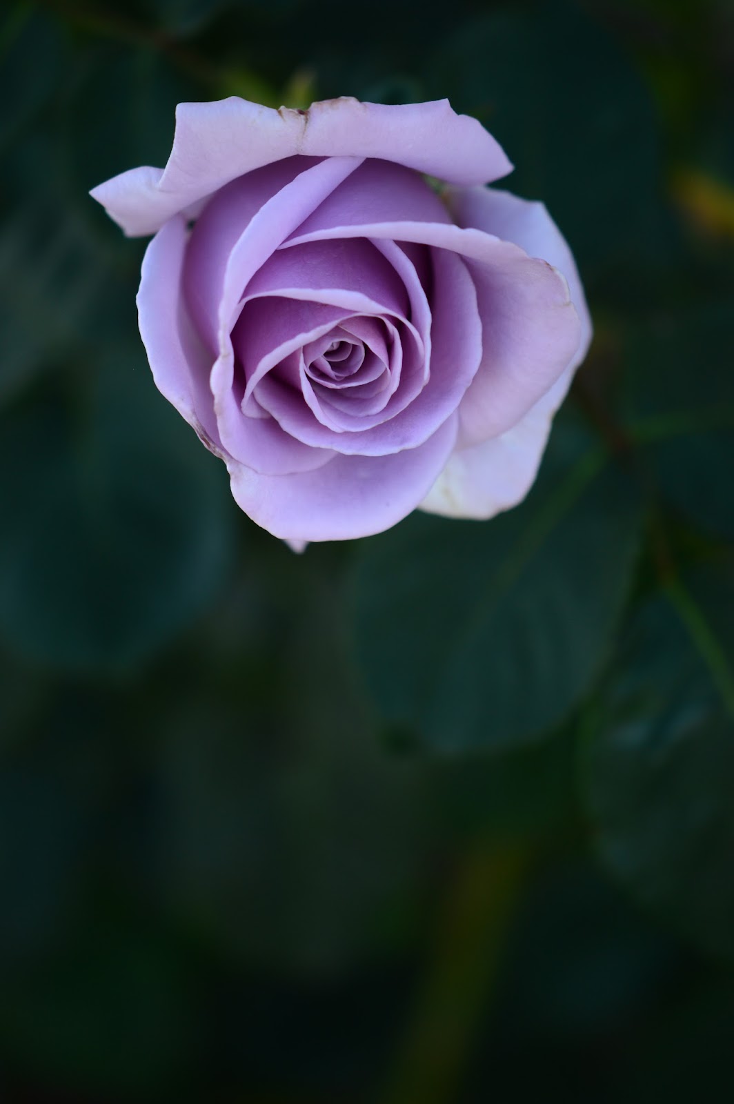 Journal of a Thousand Things: Sterling Silver Rose