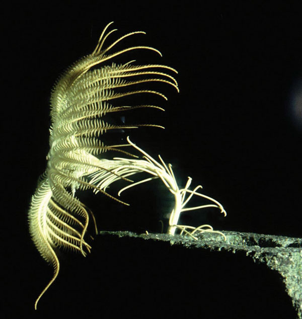 Ciri-Ciri dan Klasifikasi Echinodermata - Biologi Edukasi: Belajar ...