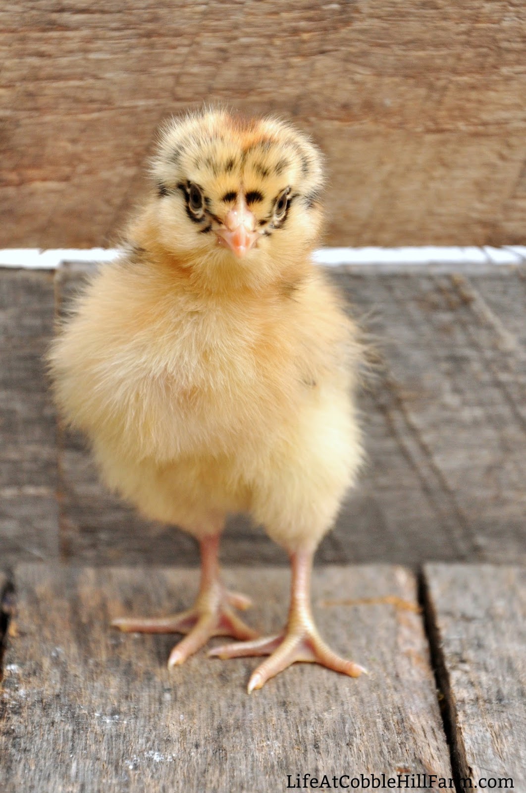 Benjamin Gardening: The Chicks Are HERE!!