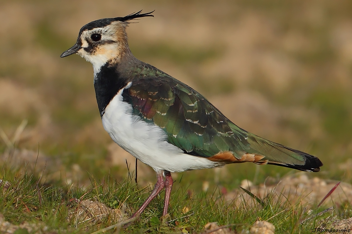 O melhor Alentejo do Mundo: Abibe