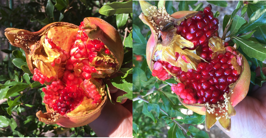 NMSU Plant Clinic: July 2015