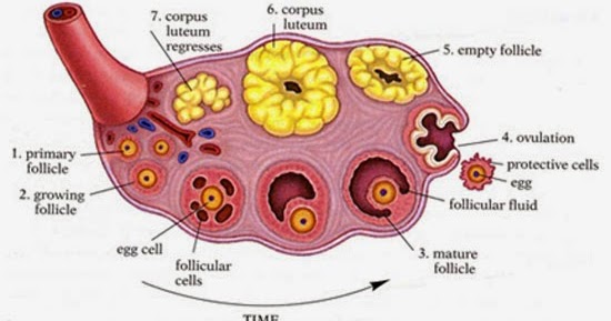 Ciencias de Joseleg: El cuerpo lúteo