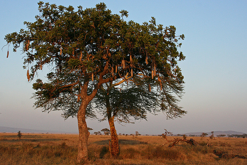 Tonymann Tours&Safaris: Sausage tree in Serengeti