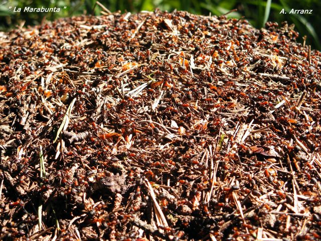EL CAJON DE LOS CONOCIMIENTOS: MARABUNTA