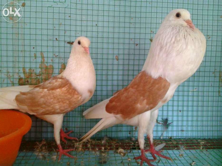 CROPPER PIGEON photos - wallpapers | the fun bank