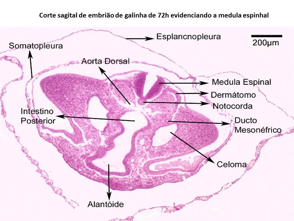 HISTOLOGIA90: HISTOLOGIA DO EMBRIÃO