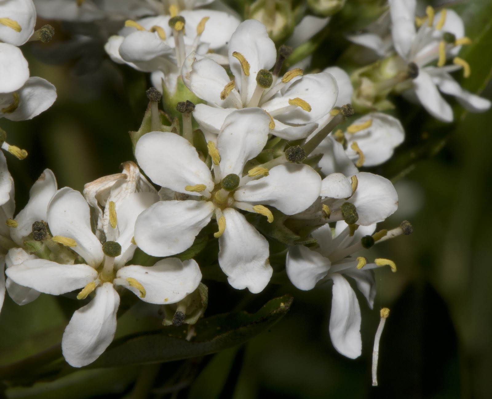 FOTOGRAFIAS DE LA FLORA AUTOCTONA DEL URUGUAY: ARBOL DEL PITO