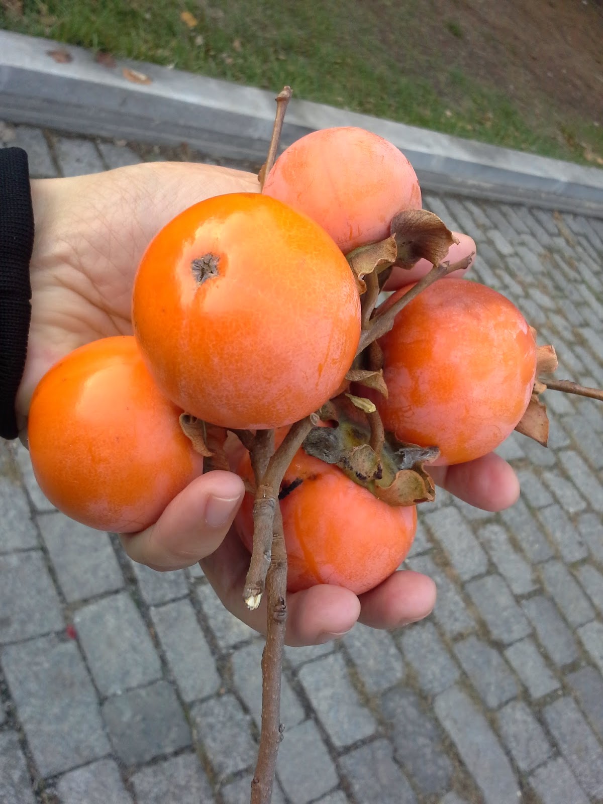 vinotava1: HURMAS UN DZĒRVEŅU GALETE