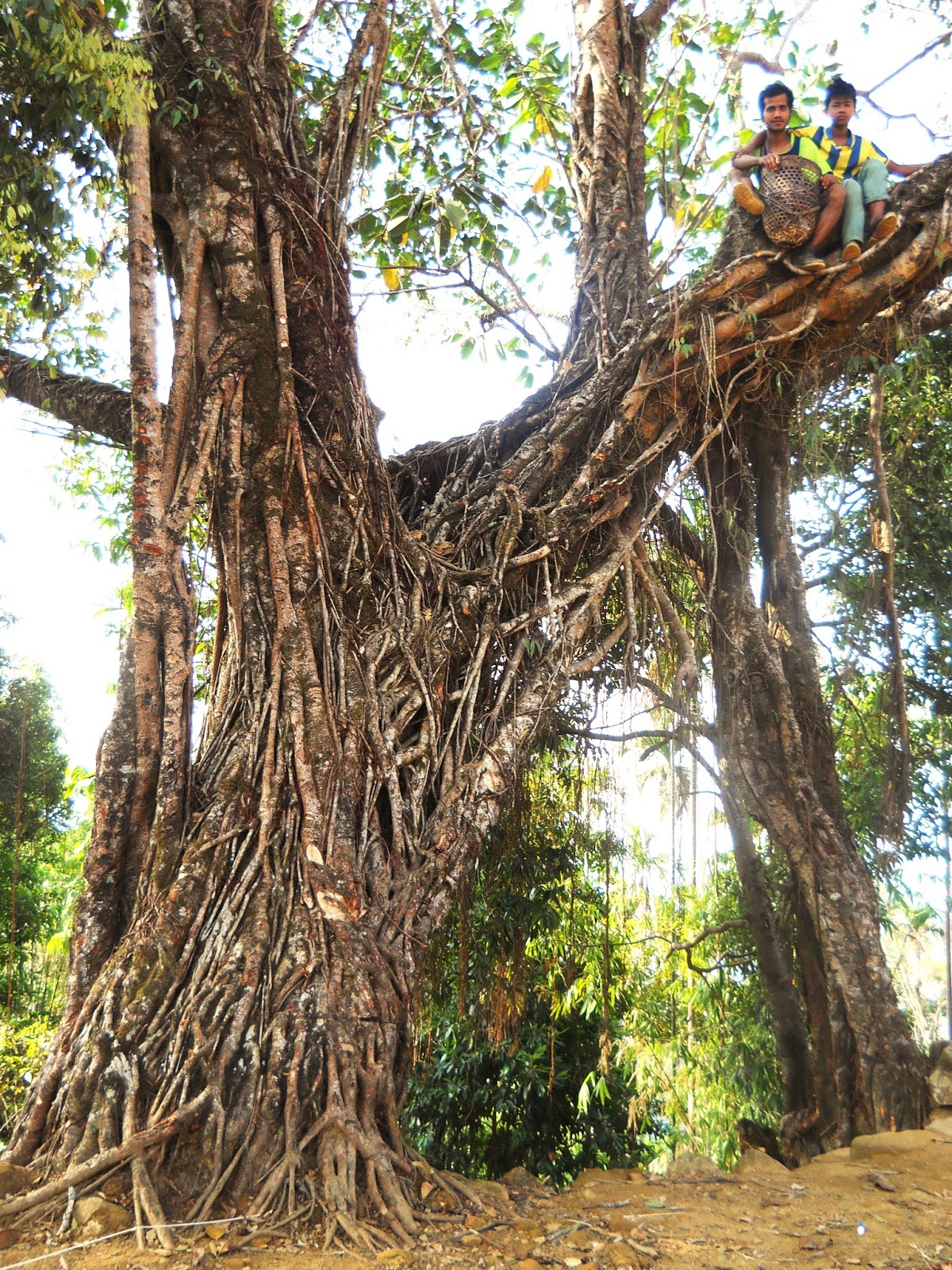 evenfewergoats: The Undiscovered Living Root Bridges of Meghalaya Part ...